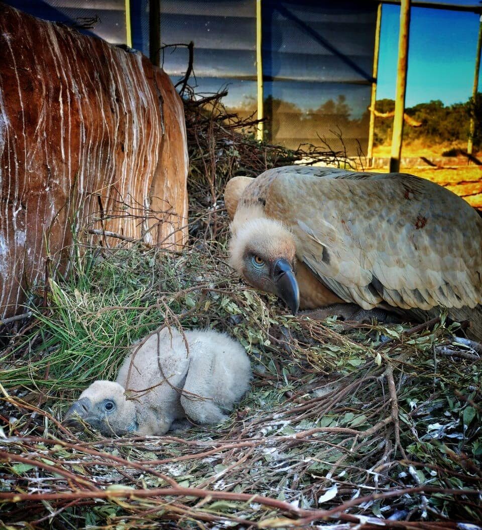 Vulpro Shamwari | Vulture Conservation | Shamwari