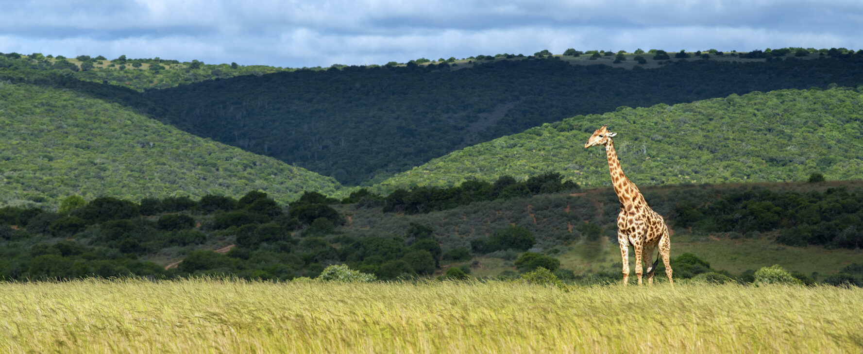 Shamwari Private Game Reserve | Eastern Cape Game Reserves