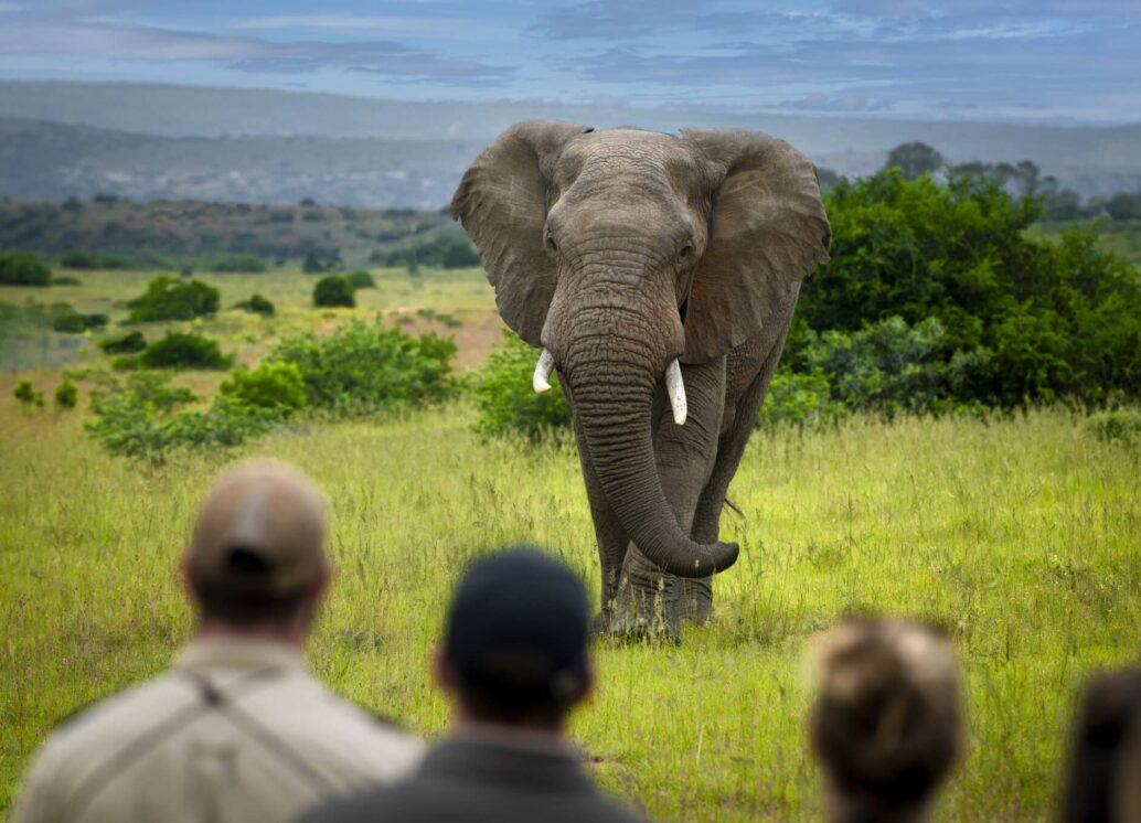 Shamwari Private Game Reserve | Eastern Cape Game Reserves