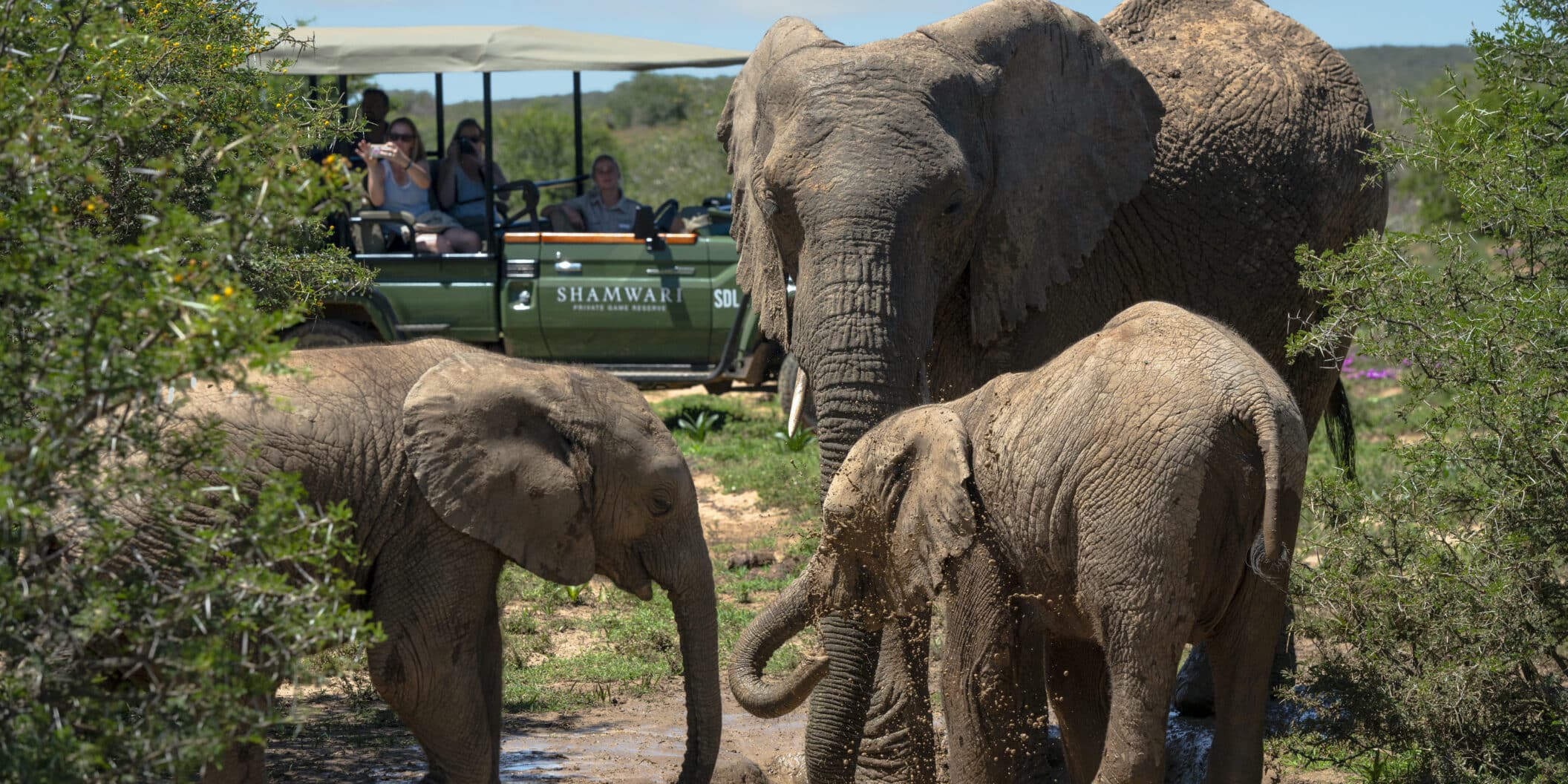 Safari Game Drives | Best South Africa Safari | Shamwari