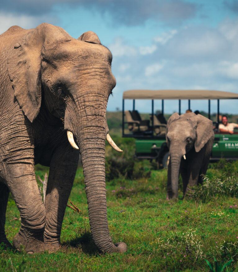 The Shamwari Story | Shamwari Private Game Reserve Eastern Cape