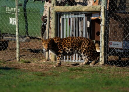 Frequently Asked Questions For Your Shamwari Safari Holiday