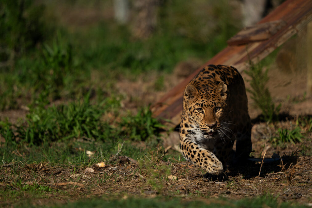 The Shamwari Foundation | Conservation South Africa