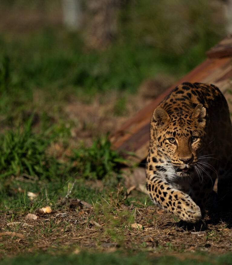 Born Free Big Cat Sanctuary | Born Free Shamwari Game Reserve