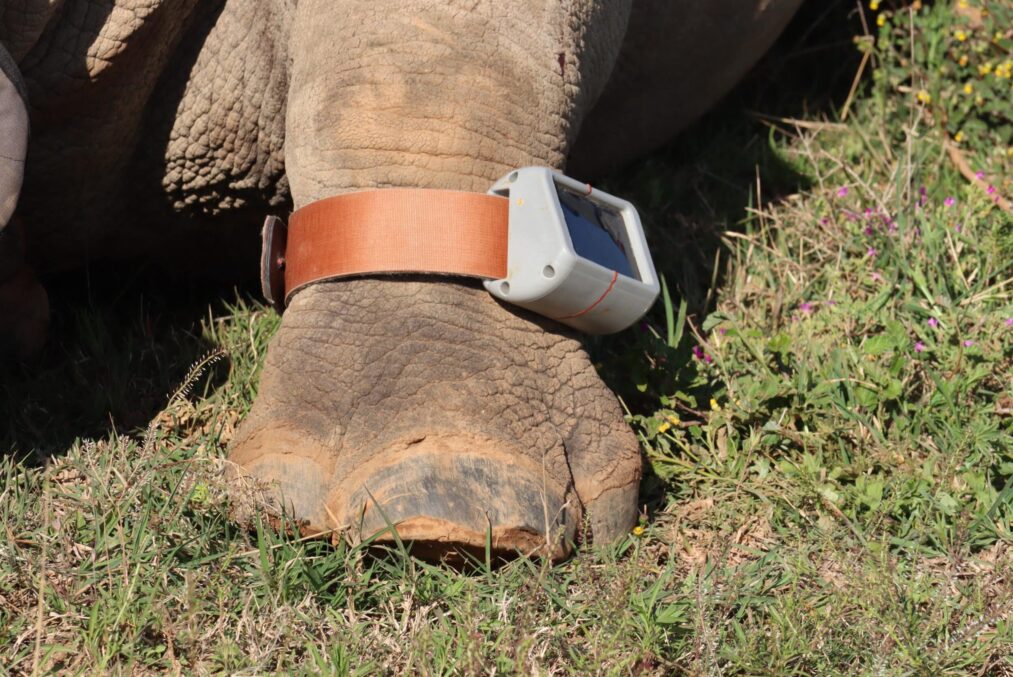 The Shamwari Foundation | Conservation South Africa