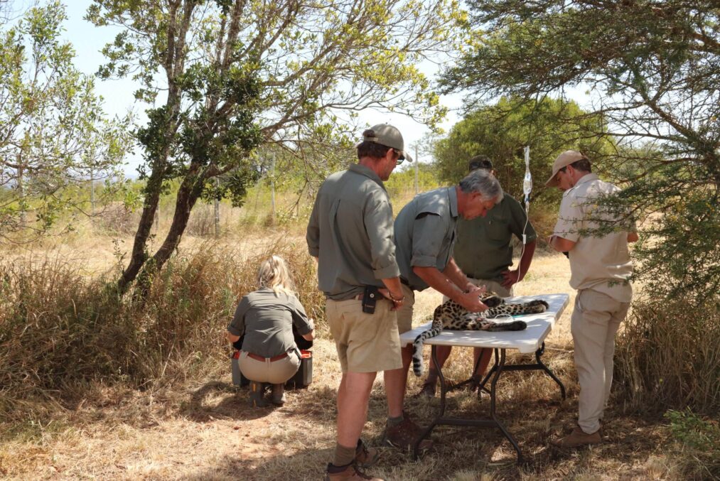 The Shamwari Foundation | Conservation South Africa