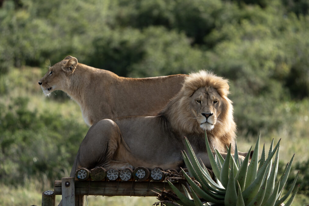 The Shamwari Foundation | Conservation South Africa
