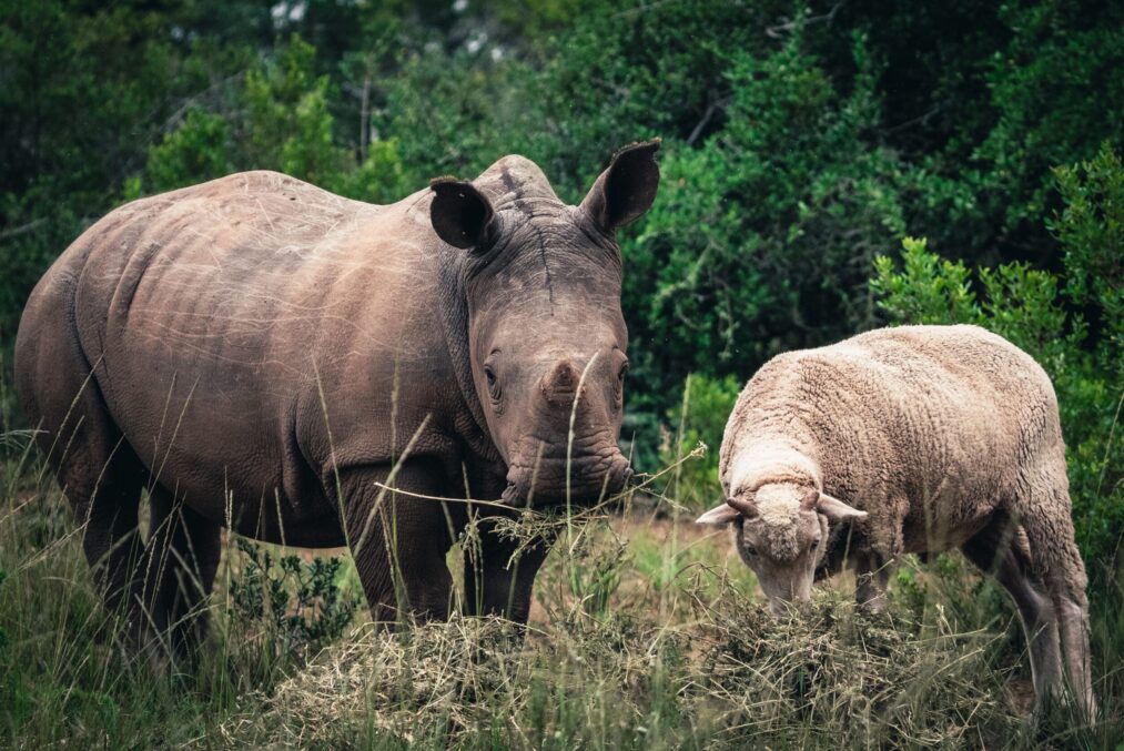 The Shamwari Foundation | Conservation South Africa