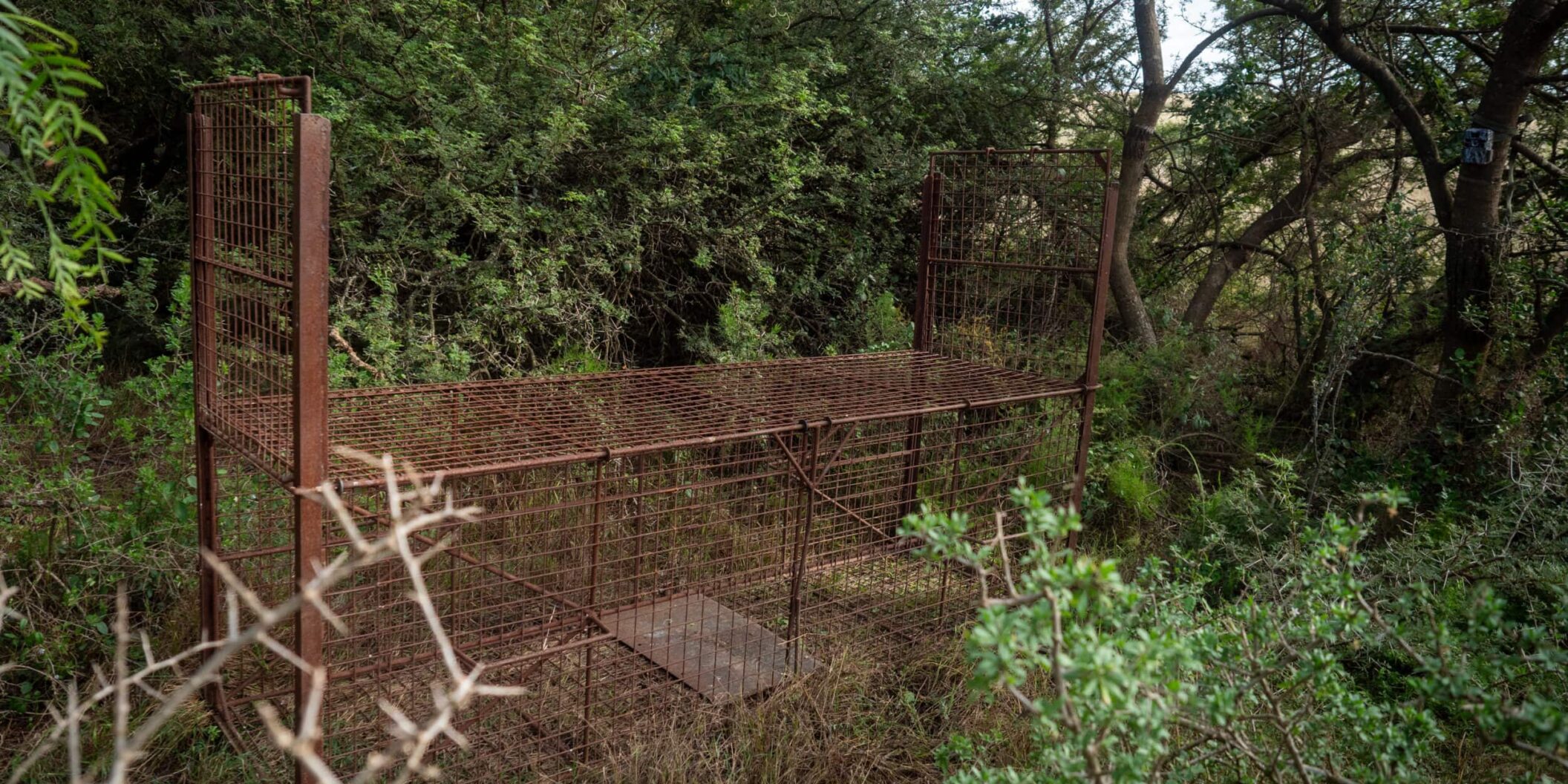 Sindile Leopard Protection | Leopard Conservation At Shamwari