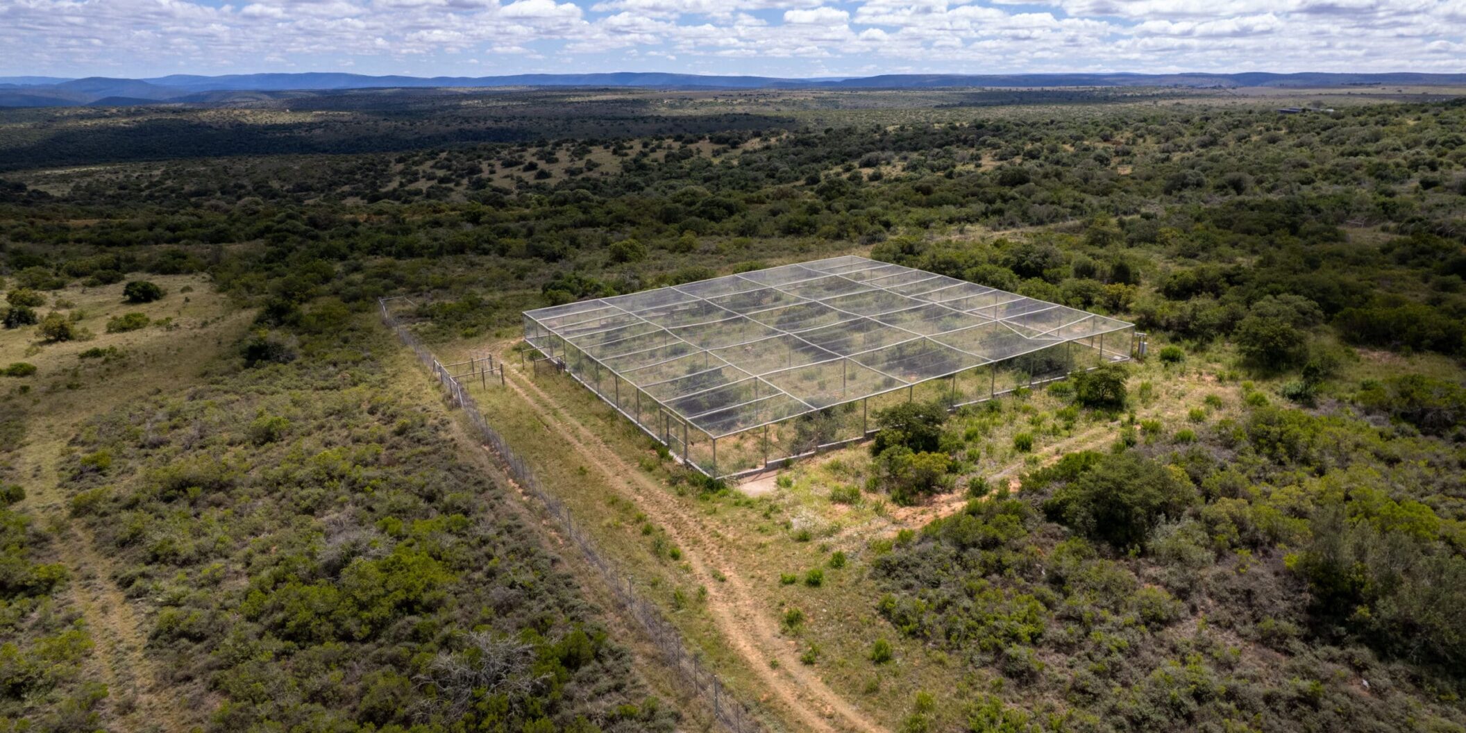 Sindile Leopard Protection | Leopard Conservation at Shamwari