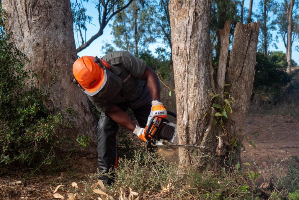 The Shamwari Foundation | Conservation South Africa