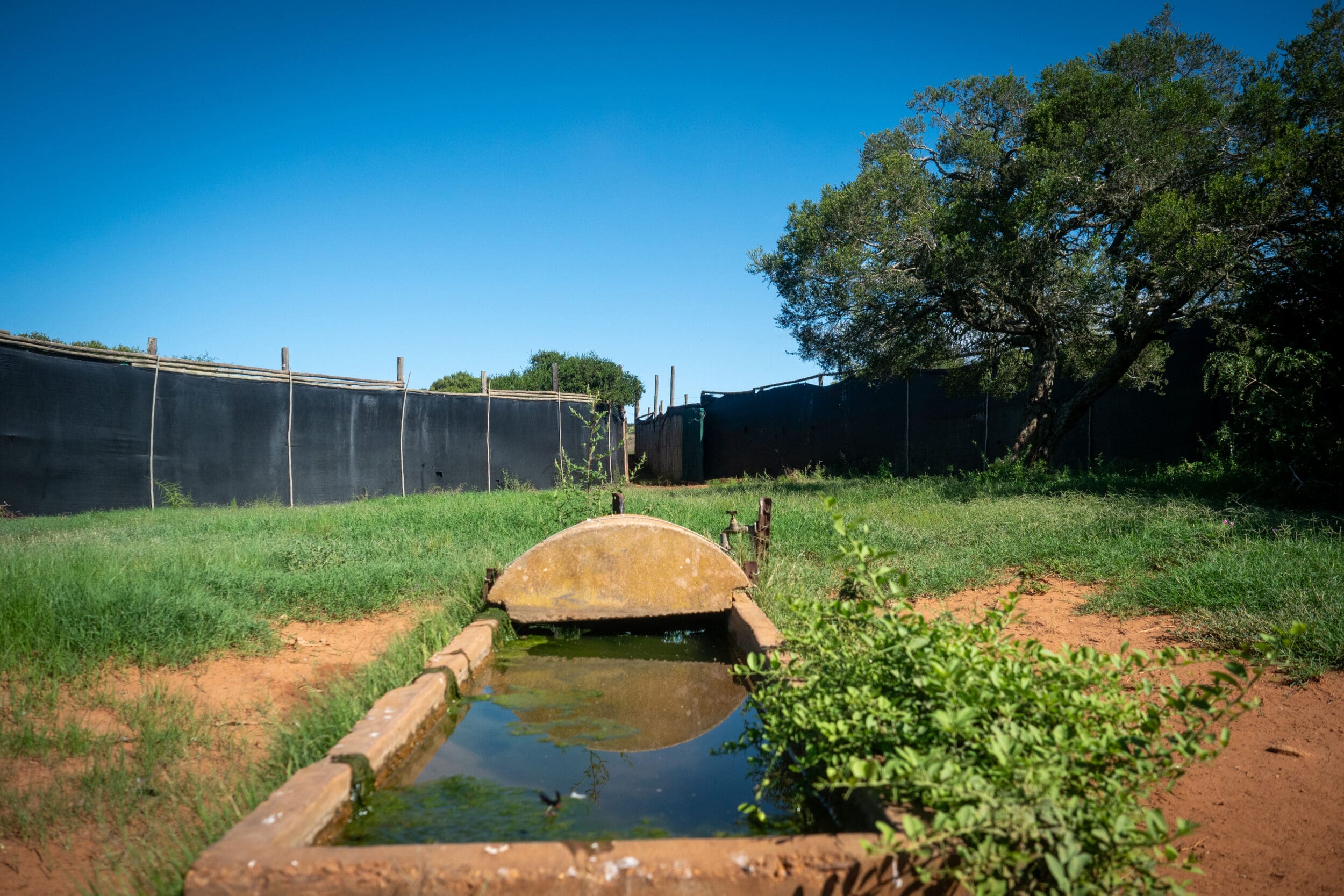 Wildlife Management | Conservation and Wildlife Management | Shamwari