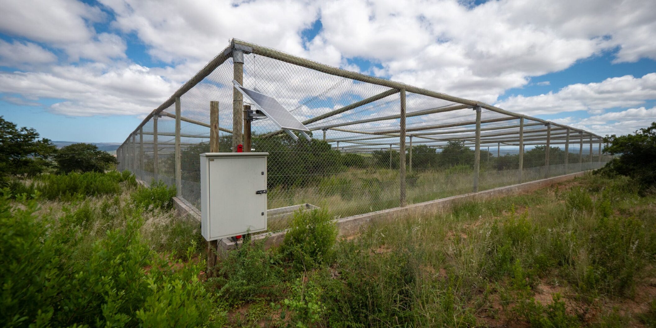 Sindile Leopard Protection | Leopard Conservation At Shamwari