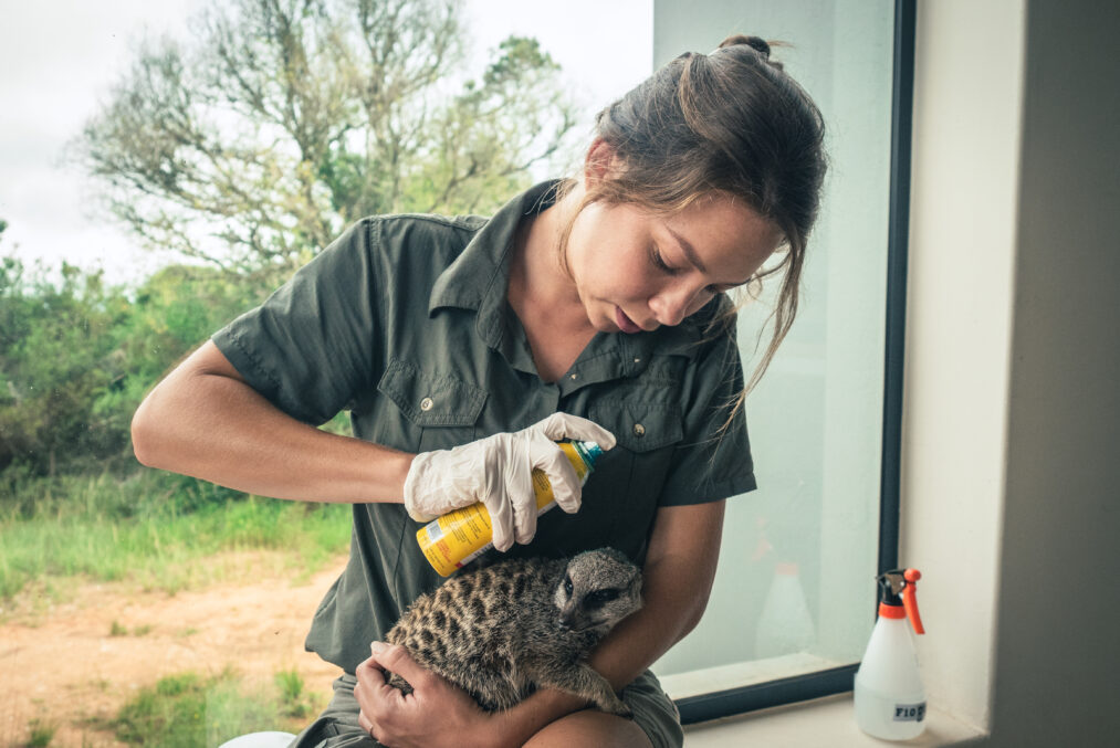 The Shamwari Foundation | Conservation South Africa