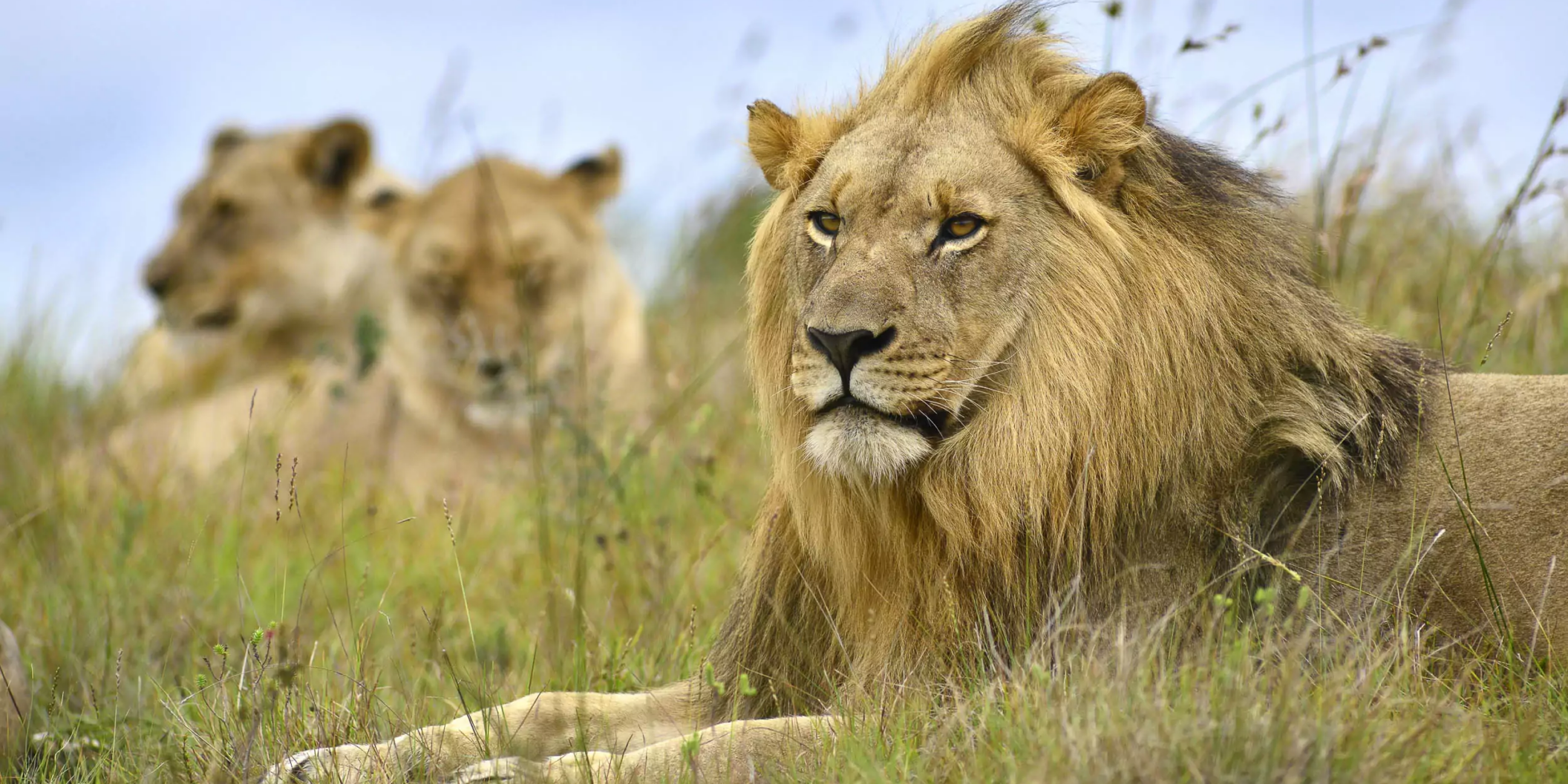 Wildlife Conservation | 30 Years Of Success | Shamwari Blog