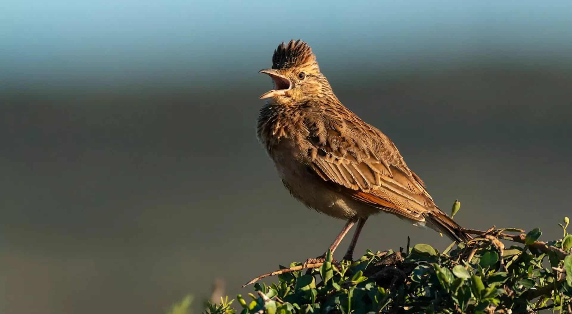 Birding South Africa | Bird Watching Safari | Shamwari