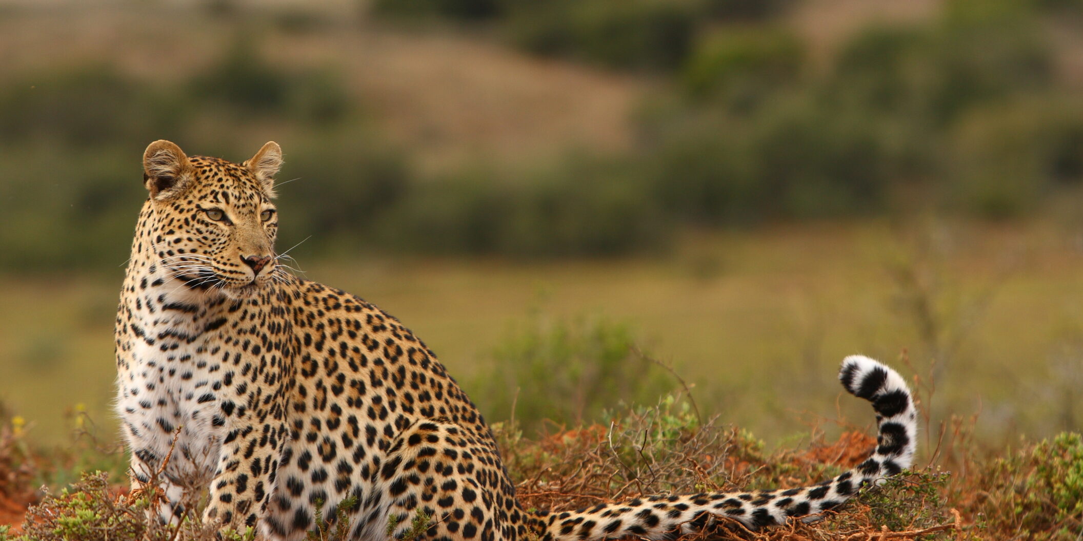 Sindile Leopard Protection | Leopard Conservation at Shamwari