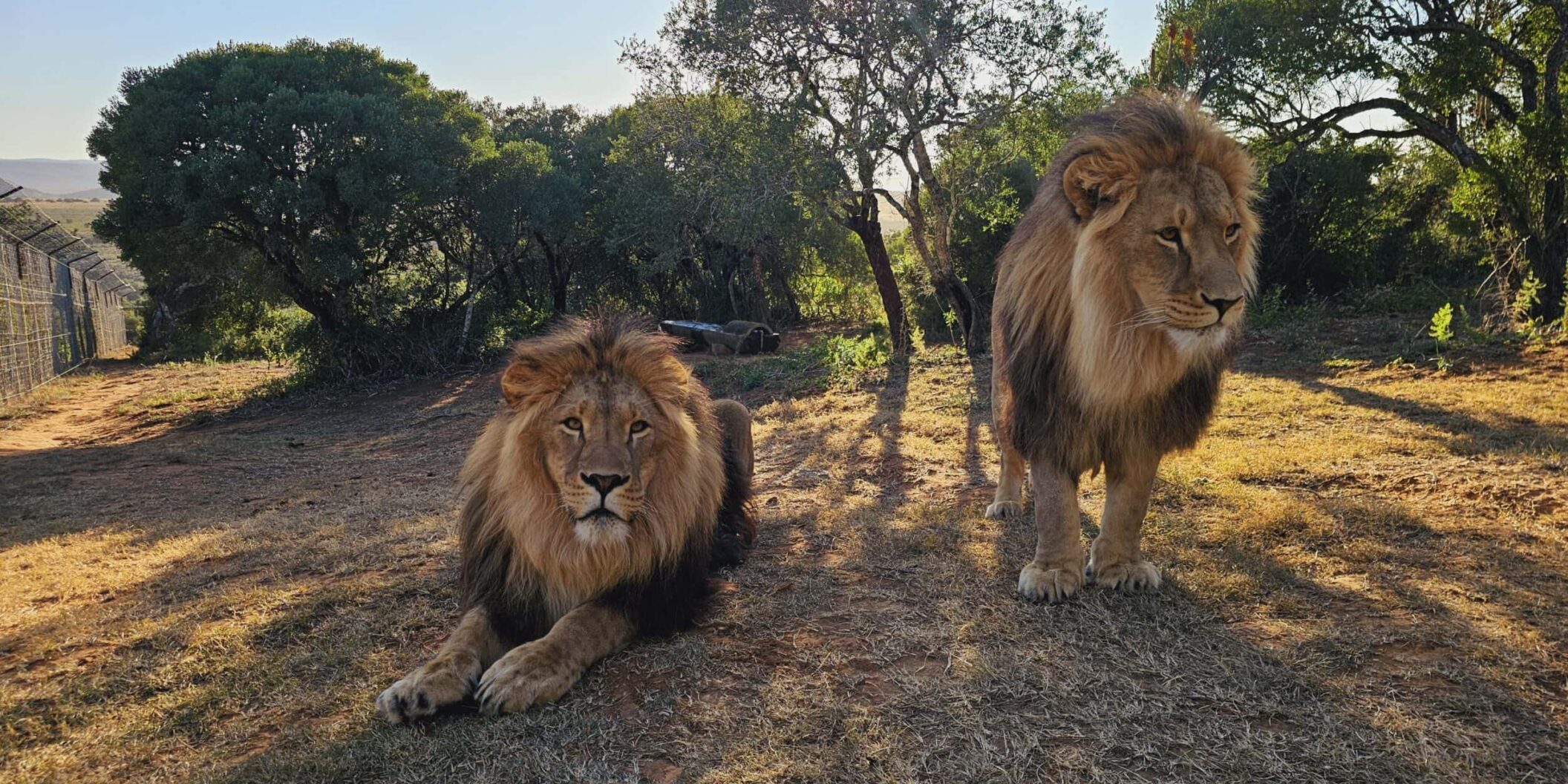 Wildlife Conservation | Shamwari Private Game Reserve