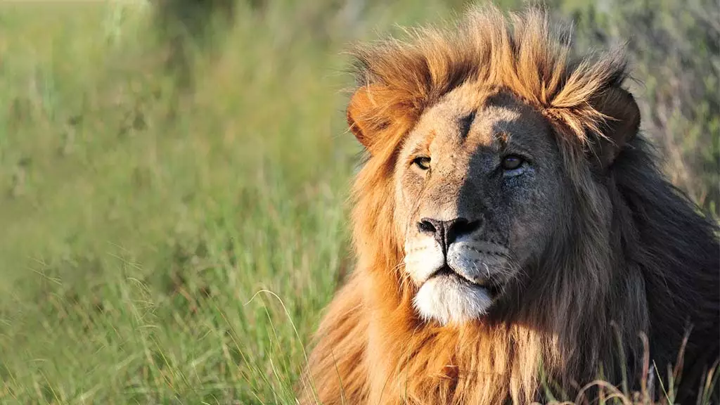 Must See Safari Animals in Africa | Shamwari Private Game Reserve