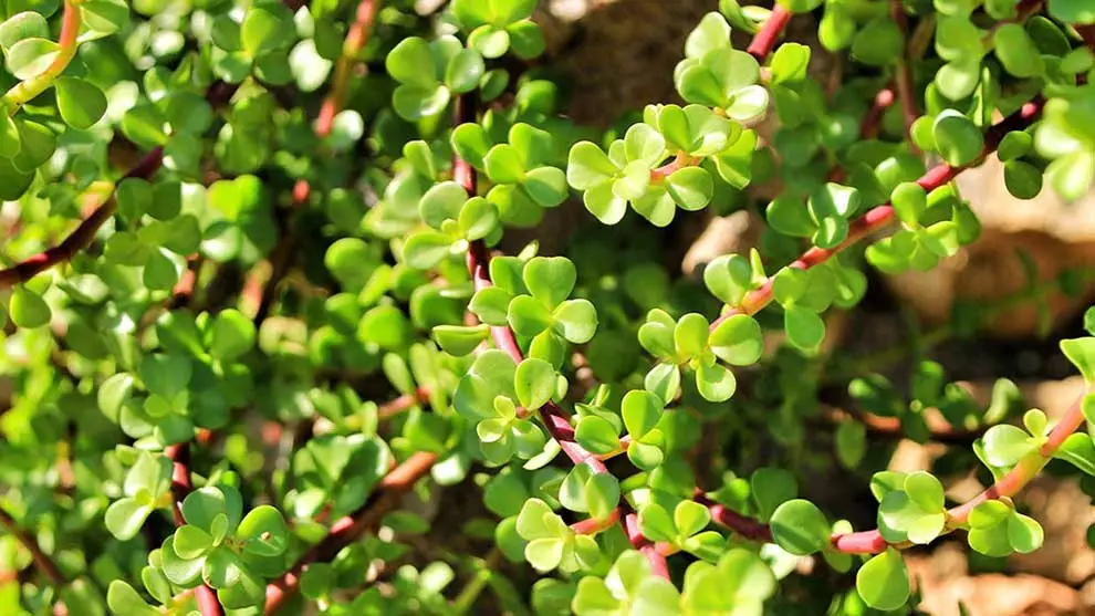 South African Trees: 8 Impressive Must See Trees | Shamwari