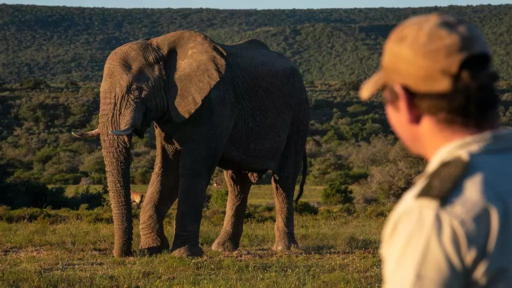 How to Become a Game Ranger or Field Guide | Shamwari