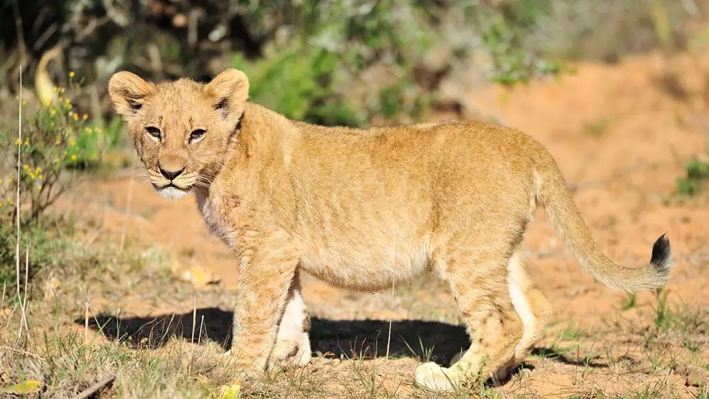 Must See Safari Animals in Africa | Shamwari Private Game Reserve