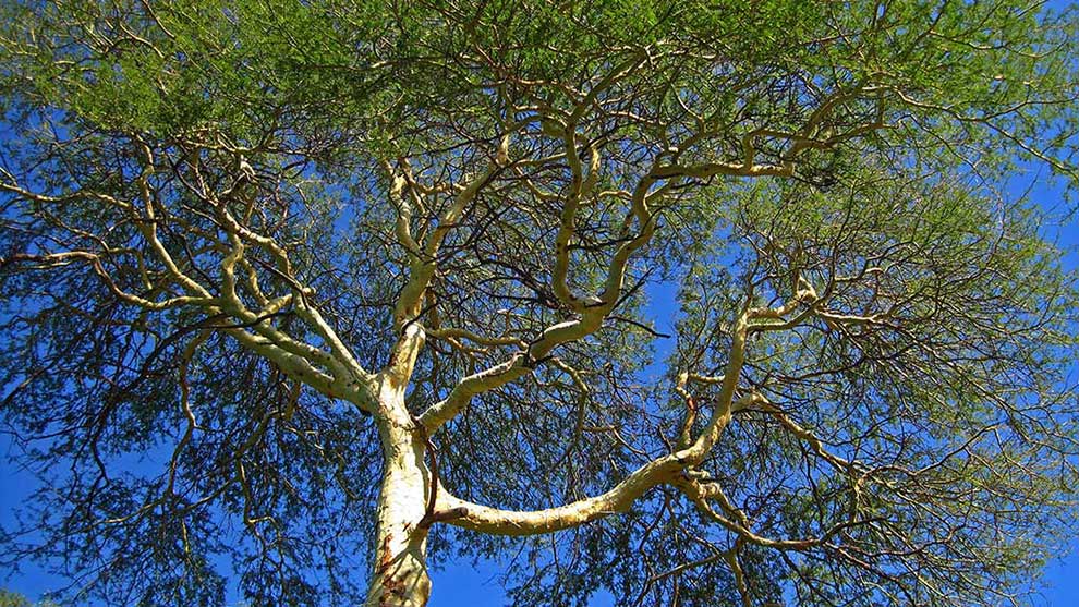 South African Trees: 8 Impressive Must See Trees | Shamwari