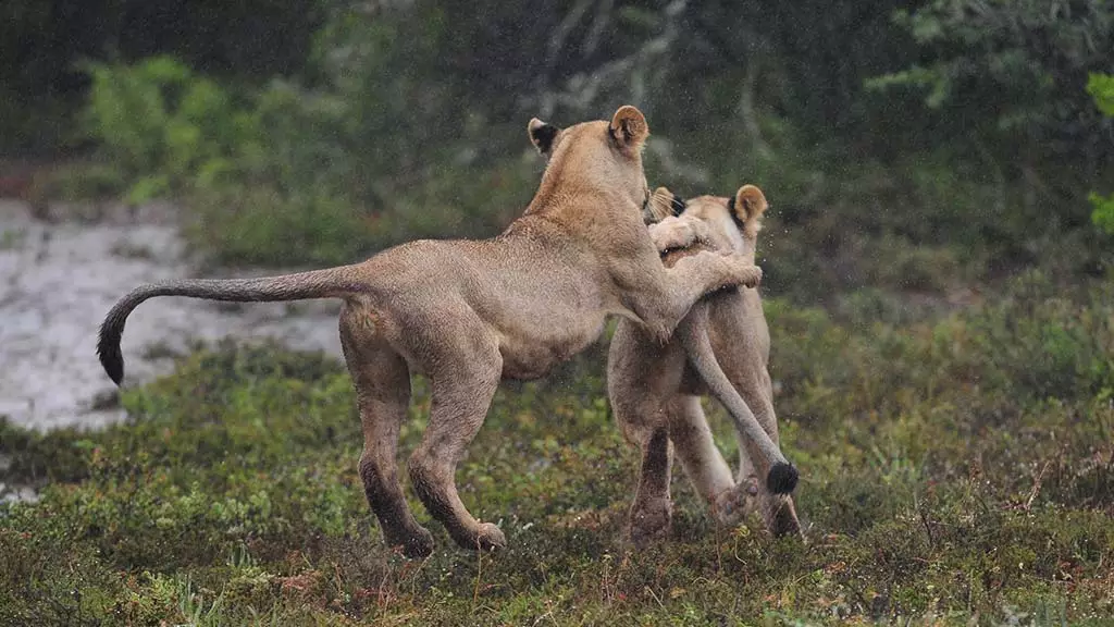 Must See Safari Animals in Africa | Shamwari Private Game Reserve