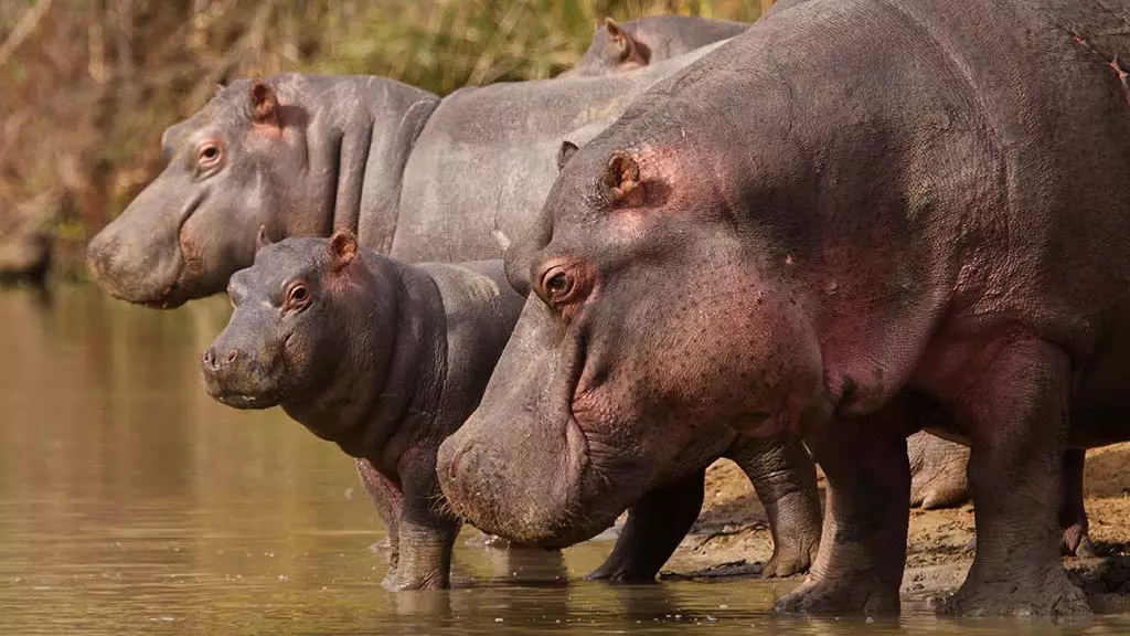 Must See Safari Animals In Africa | Shamwari Private Game Reserve