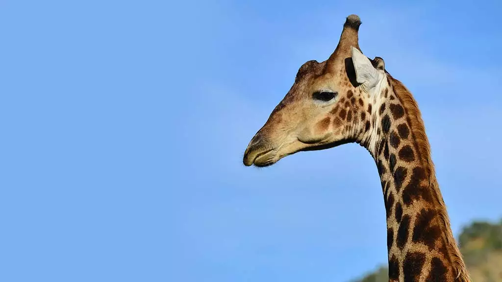 Must See Safari Animals in Africa | Shamwari Private Game Reserve