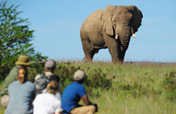 How To Become A Game Ranger Or Field Guide | Shamwari