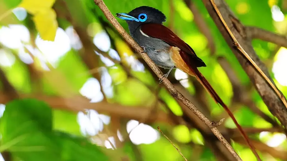 Admire the Beautiful Birds of the Eastern Cape | Shamwari