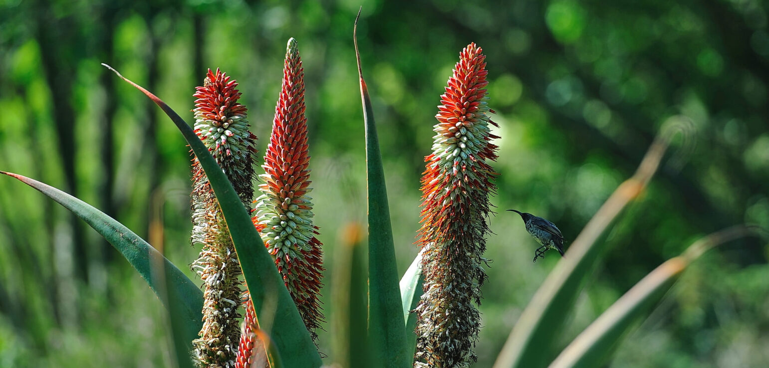 Shamwari Conservation Experience | South Africa Conservation Volunteer